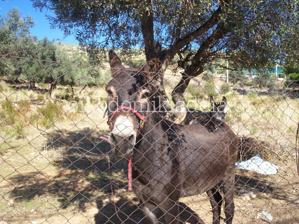 Πότε απαιτείται άδεια δόμησης για κτηνοτροφικές εγκαταστάσεις ...